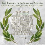 Bay Laurel and its Magical Properties - Magical Recipes Online