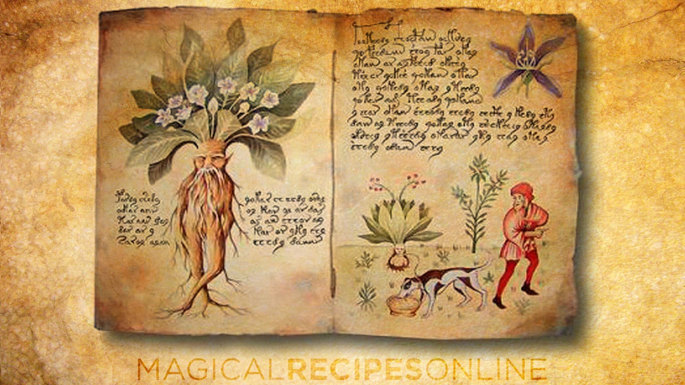 Mandrake symbolism - plantgross