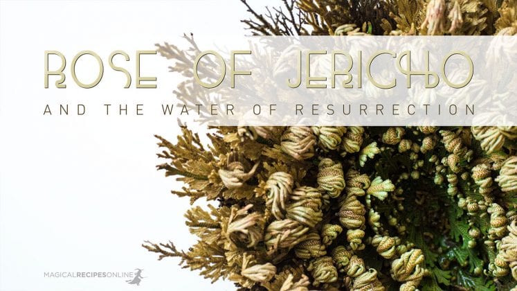 Rose of Jericho and the Water of Resurrection - Magical Recipes Online