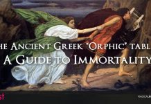 10 Animals as Omens when they cross your path - Magical Recipes Online