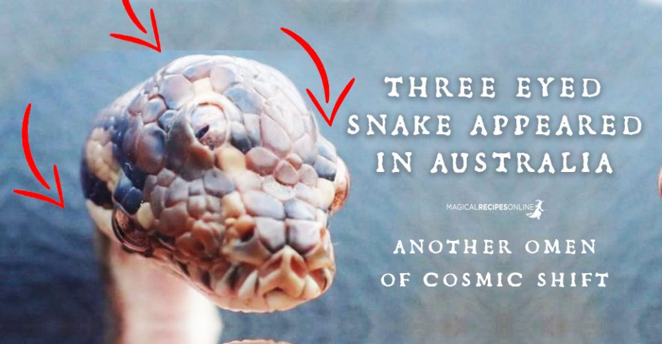 Three Eyed Snake Found - An omen of Cosmic Shift - Magical Recipes Online